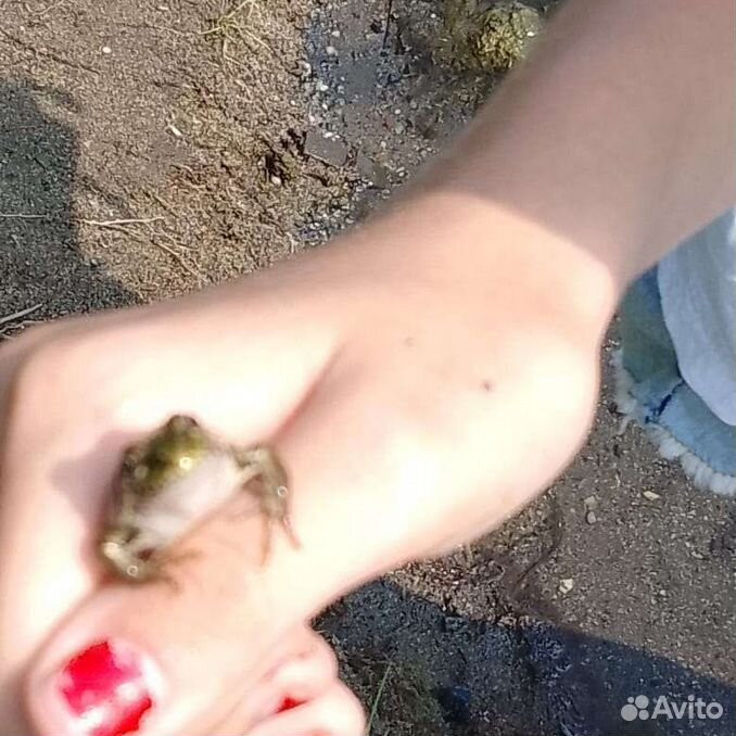 Лягушка в добрые руки