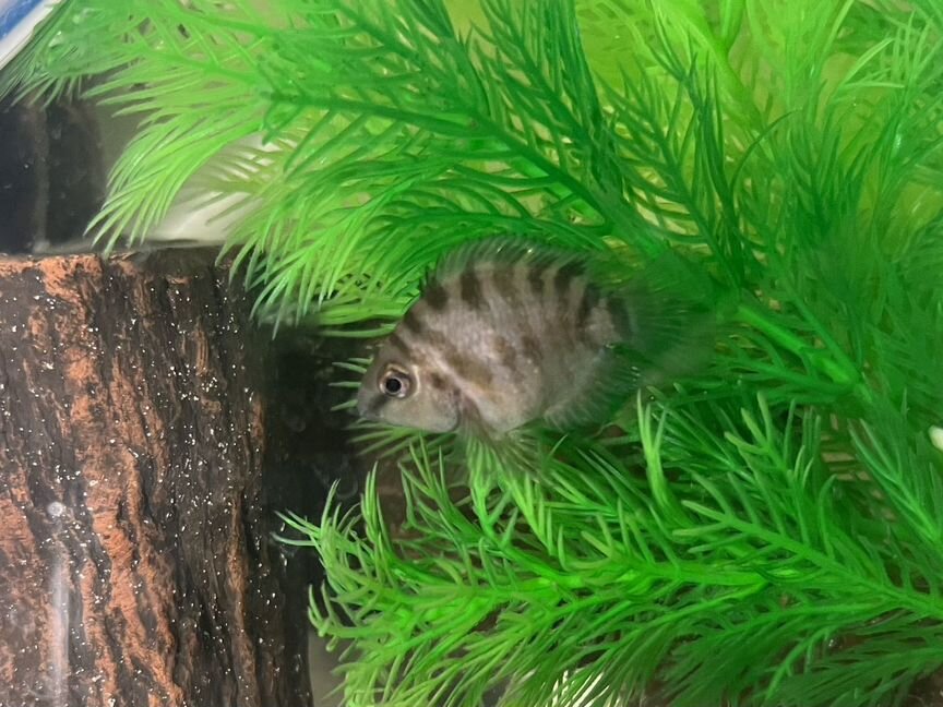 Аквариумные рыбки