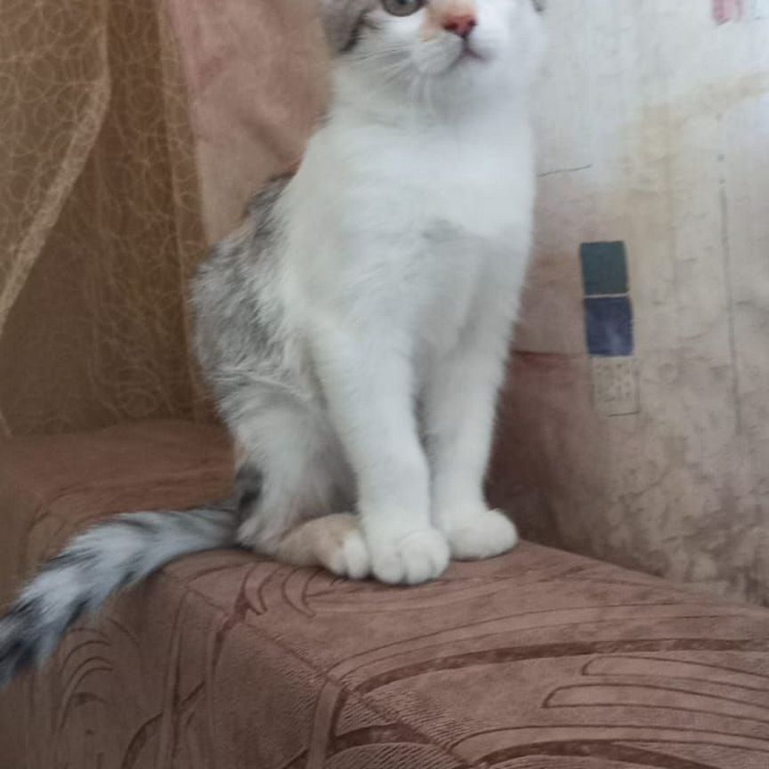 Кошки в добрые руки