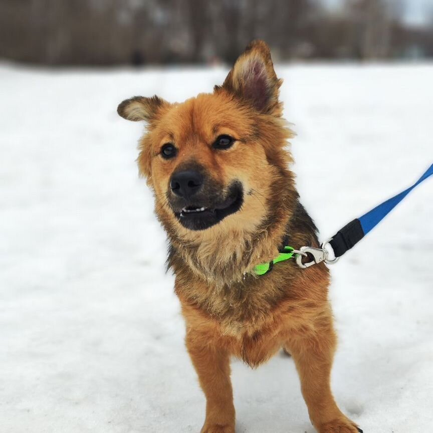 Маленькая собака ищет дом