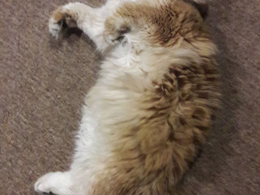 Британский кот