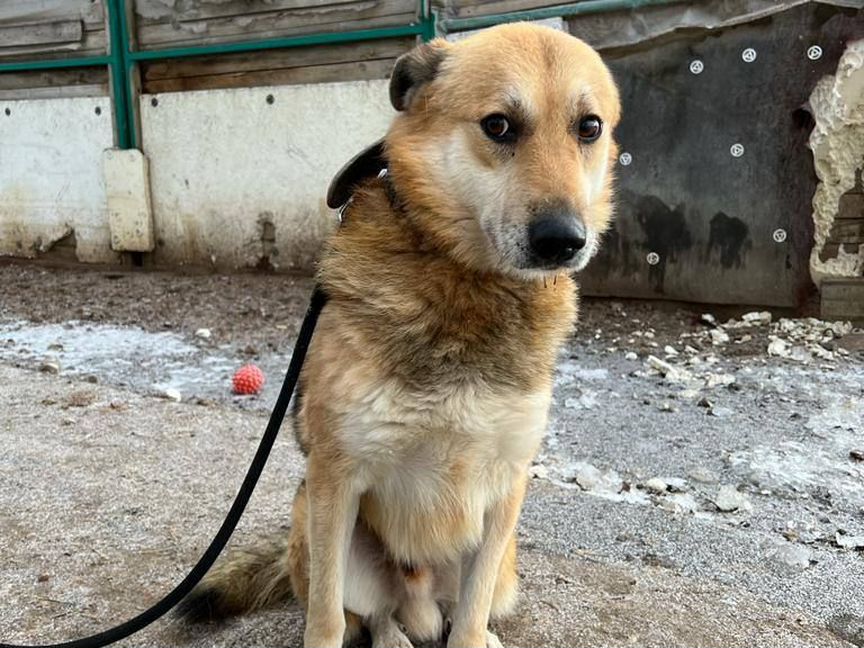 Собака была домашней но её не любили ищем дом