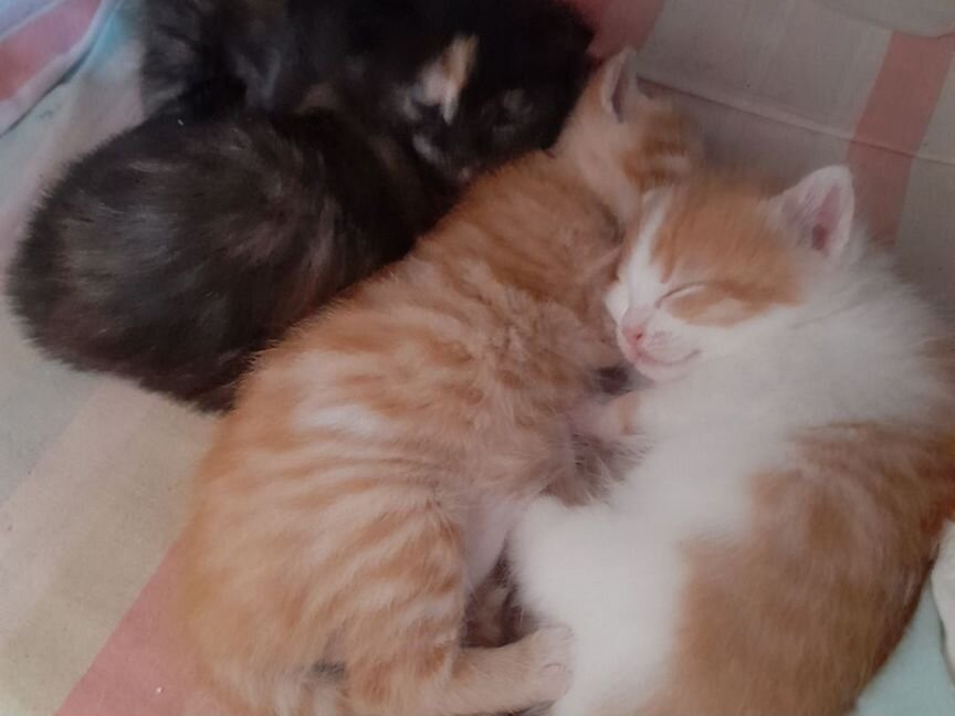 Котята в добрые руки бесплатно