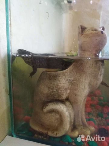 Тритон аквариумный