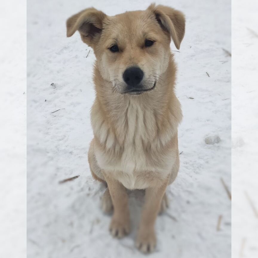 Щенки