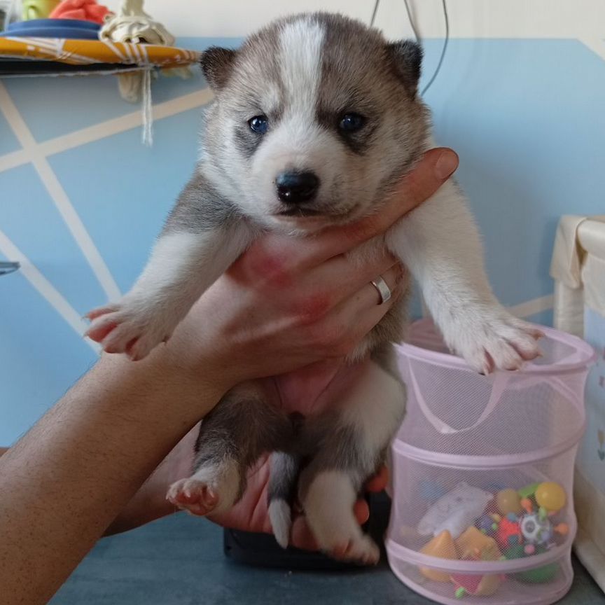 Сибирский хаски, щенок