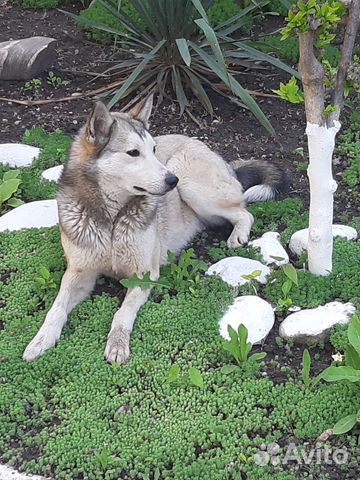 Лайка потеряшка в добрые руки
