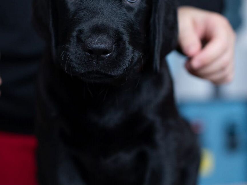 Малышки лабрадора