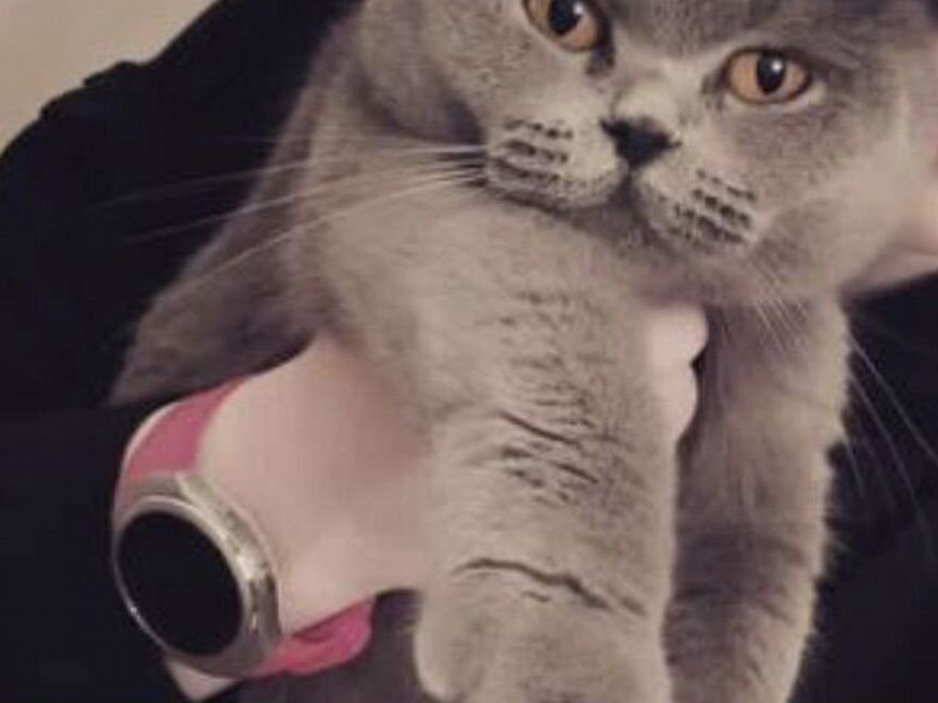 Кошка в добрые руки
