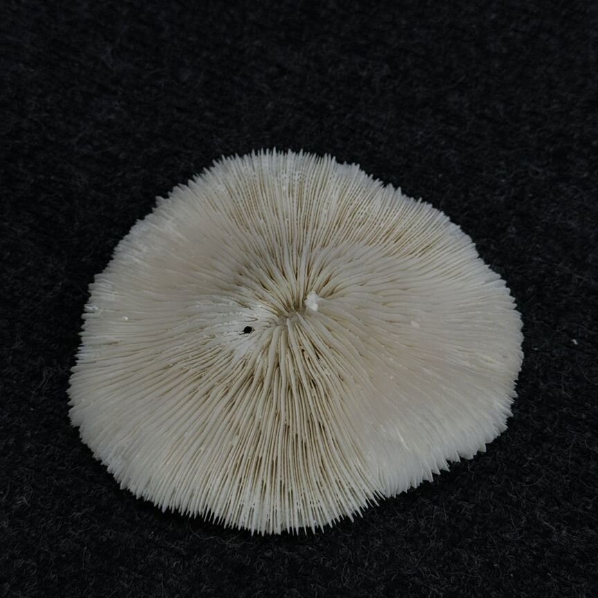 Окаменелый коралл