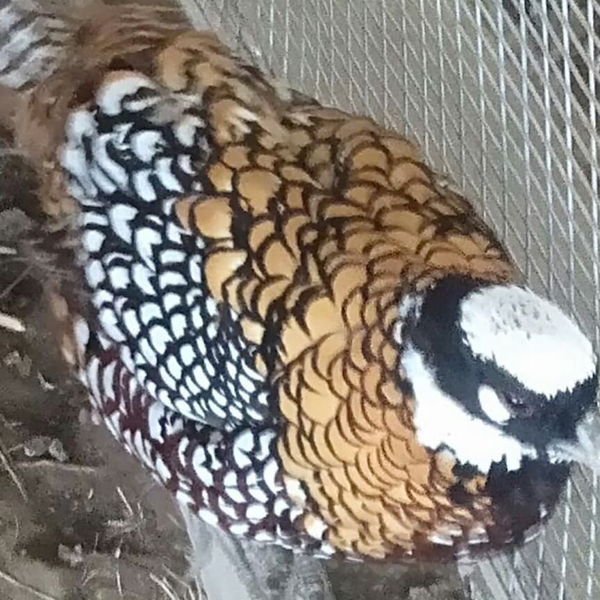 Фазаны каролевские