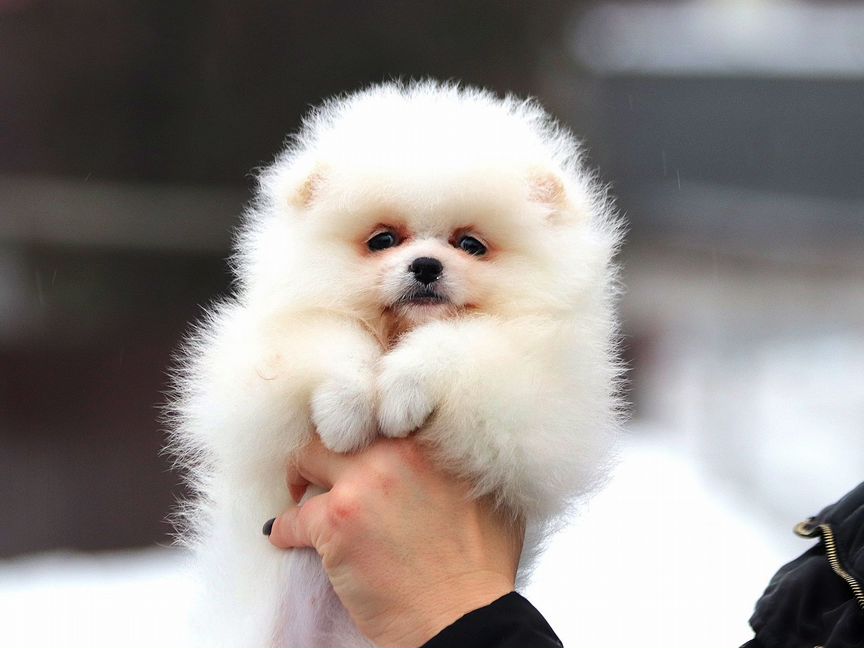 Померанский шпиц белая малышка