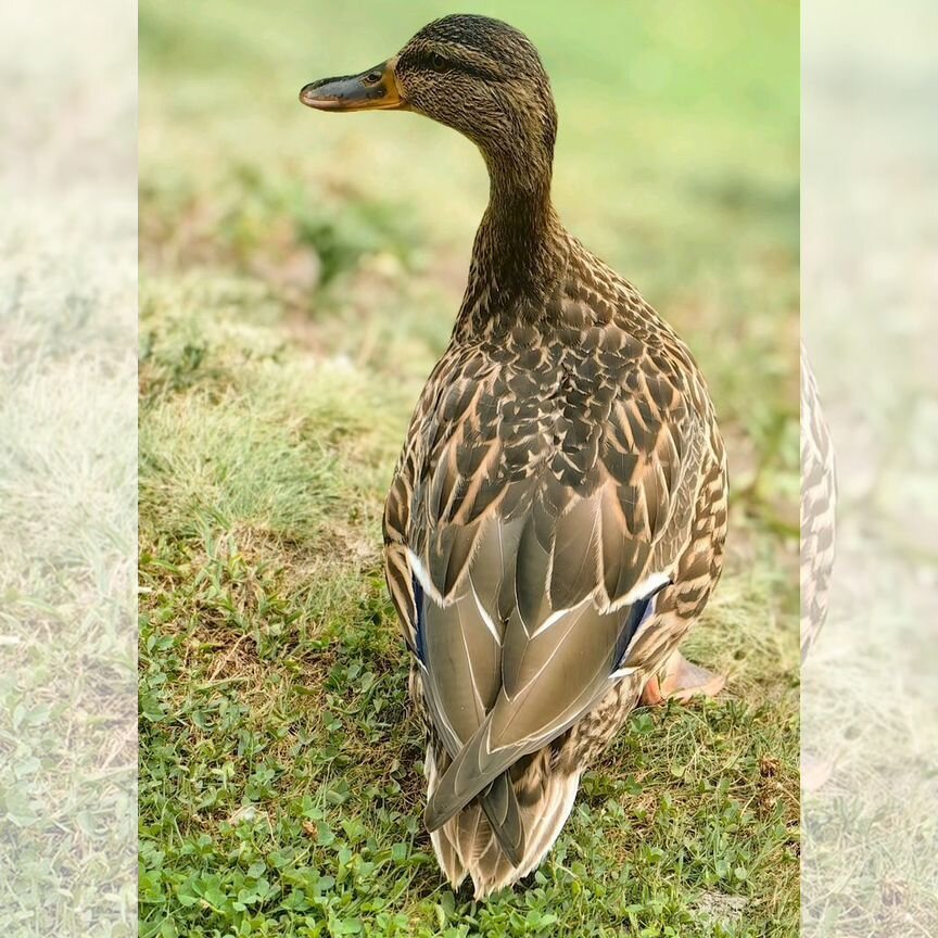 Подсадные утки для охоты