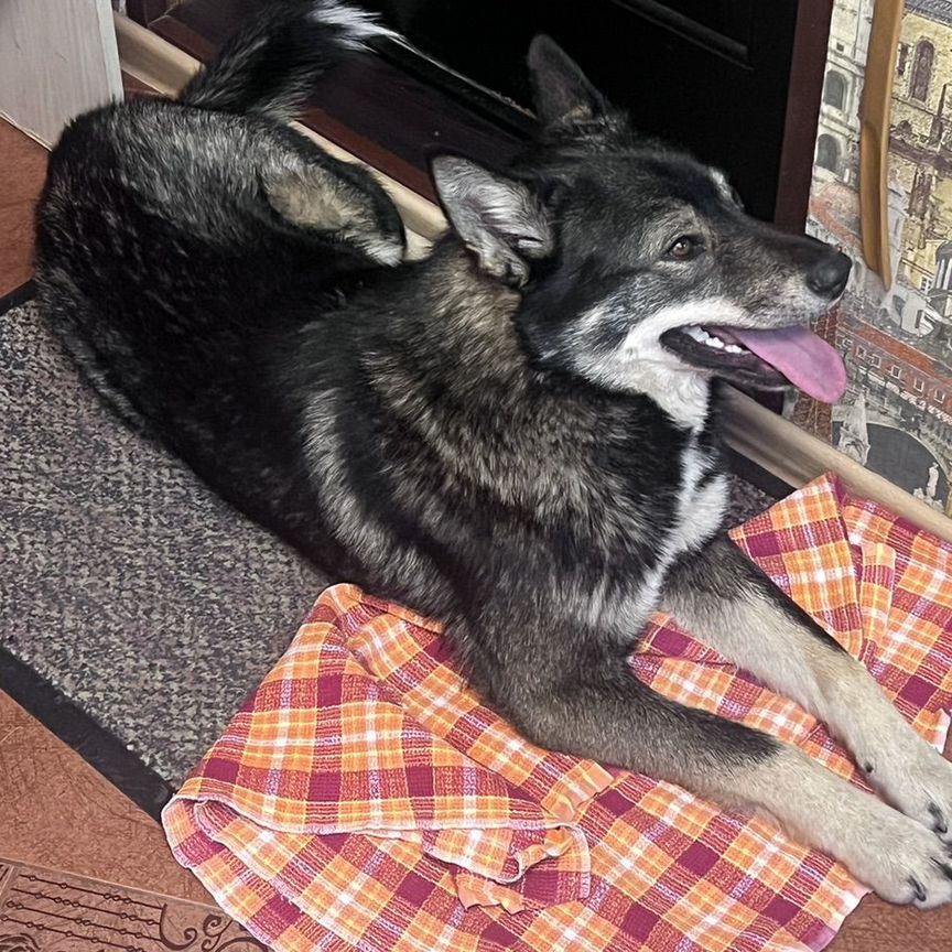 Взрослый пёс в добрые руки