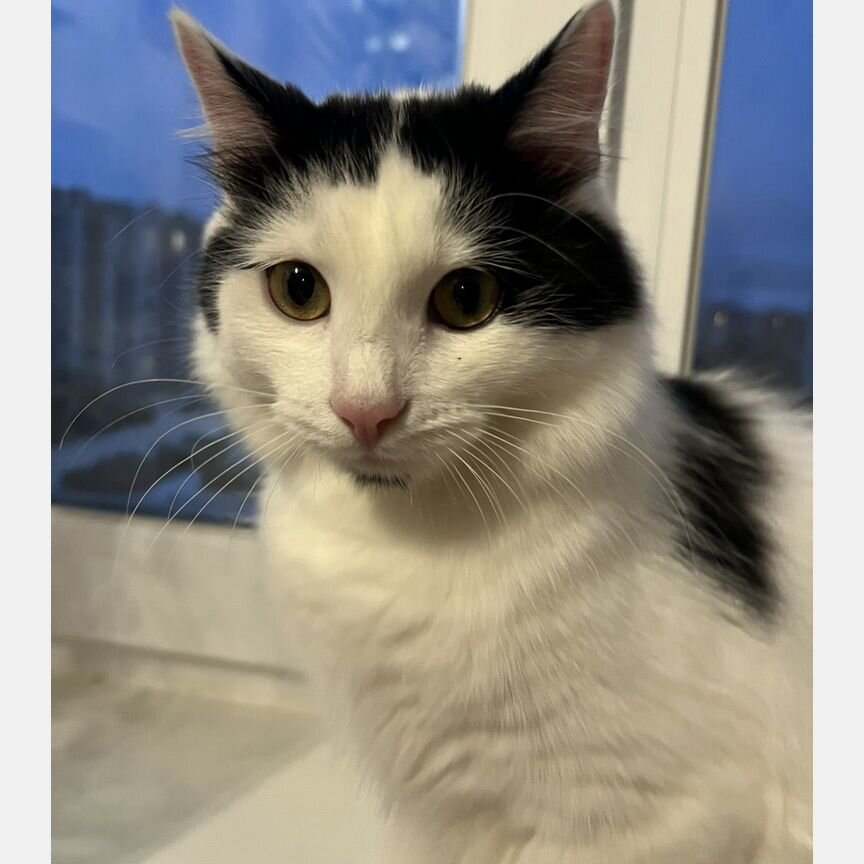 Отдам котенка в свой дом