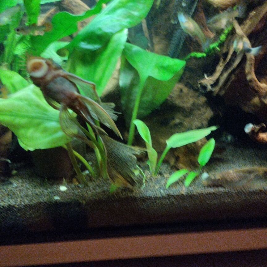 Анциструс вуалевый триколор