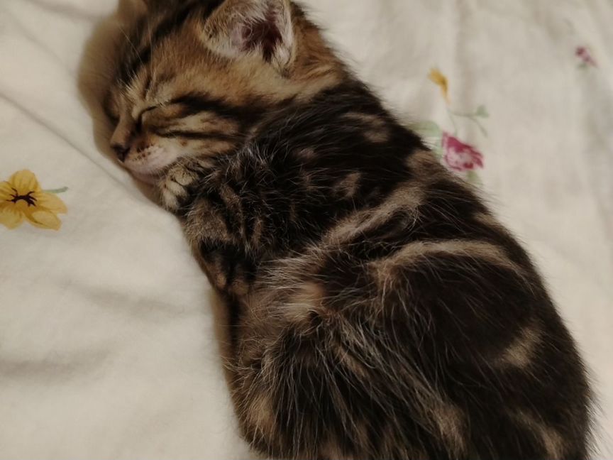 Котенок мальчик