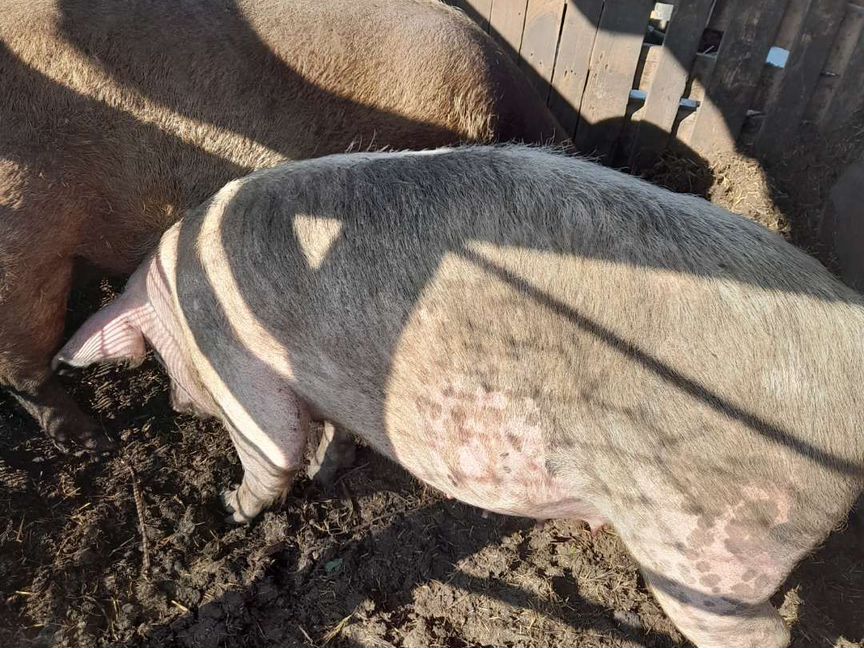 Продам сено в рулонах