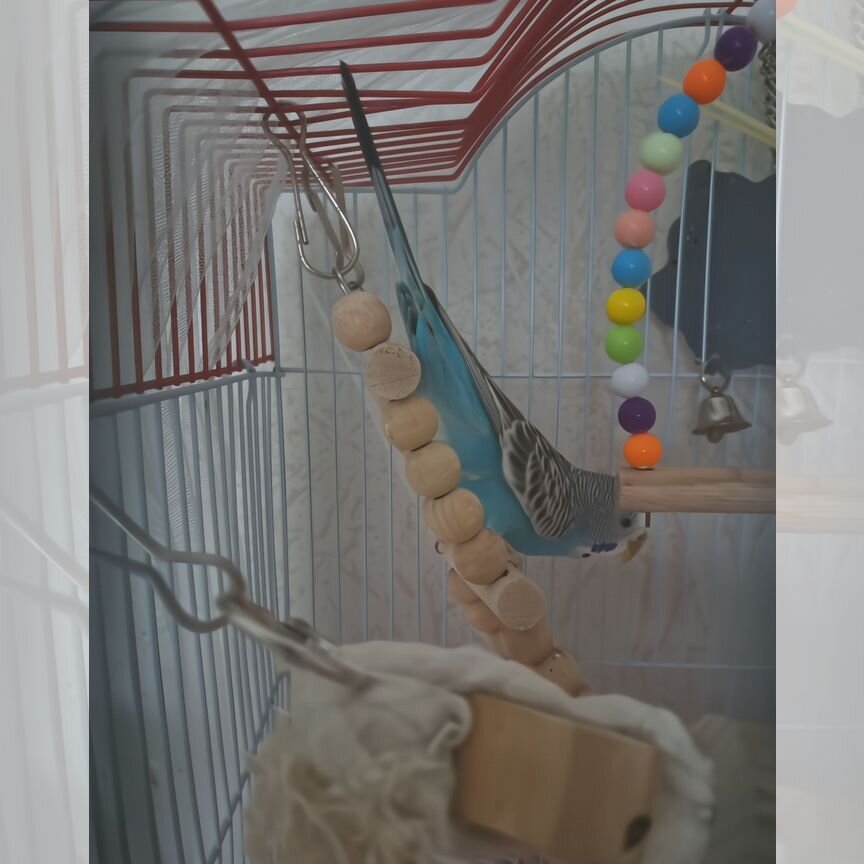 Волнистый попугай