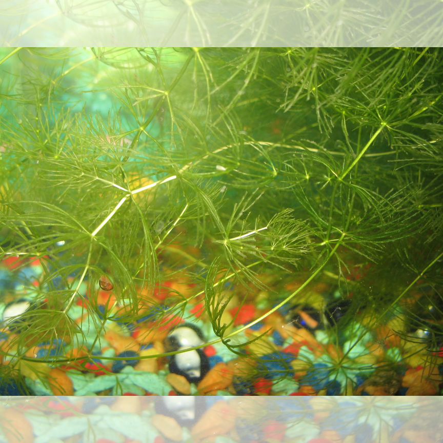 Продам водоросли для аквариума