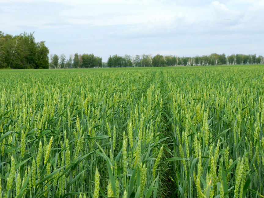 Пшеница мягкая