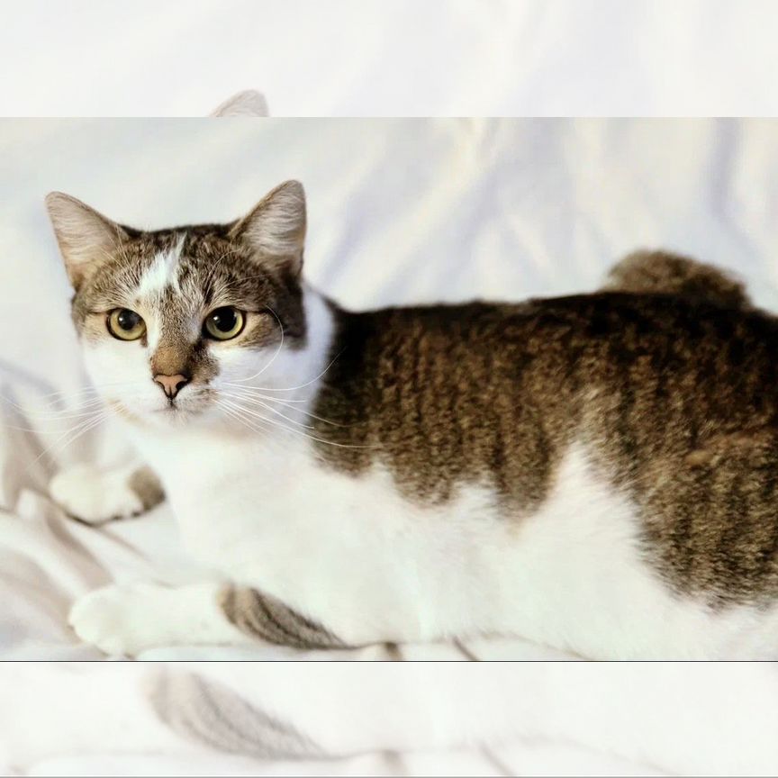 Котик Бантик ищет дом
