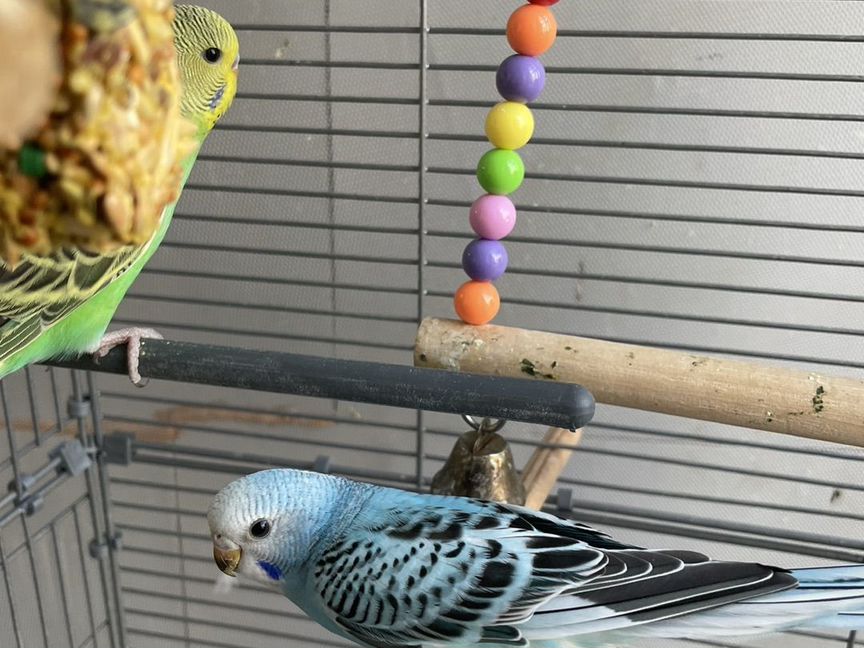 Птенцы волнистый попугай