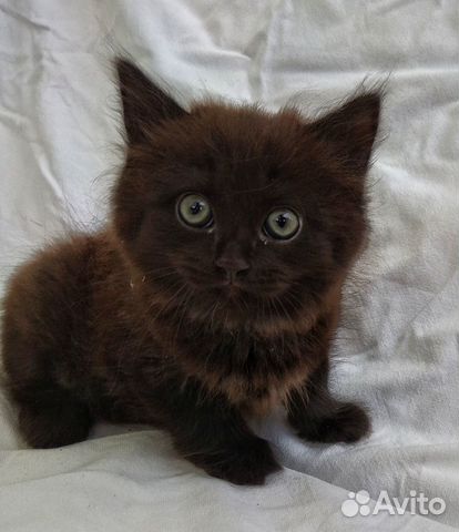 Котенок мальчик