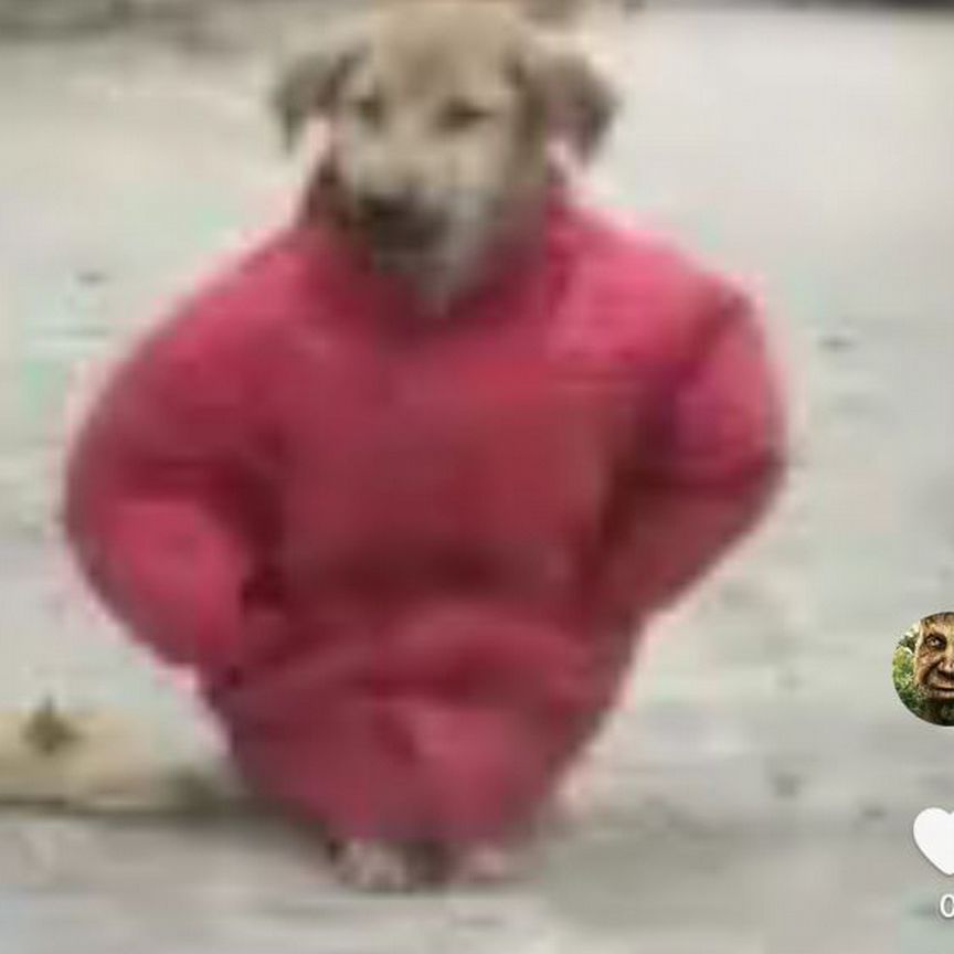 Собака