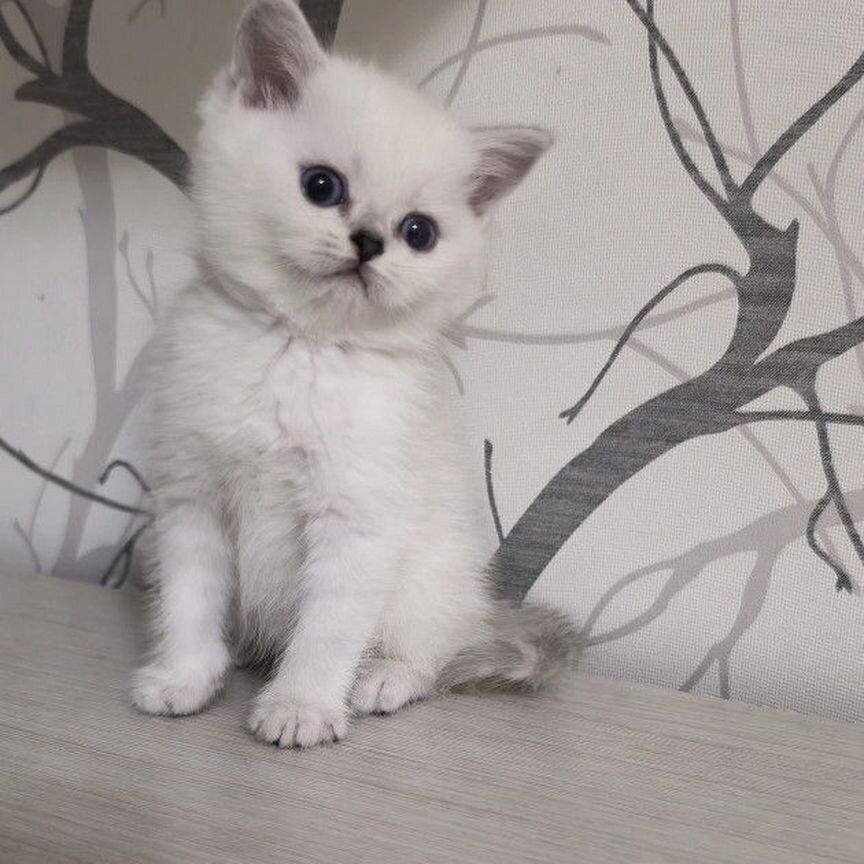Котёнок серебристая шиншилла