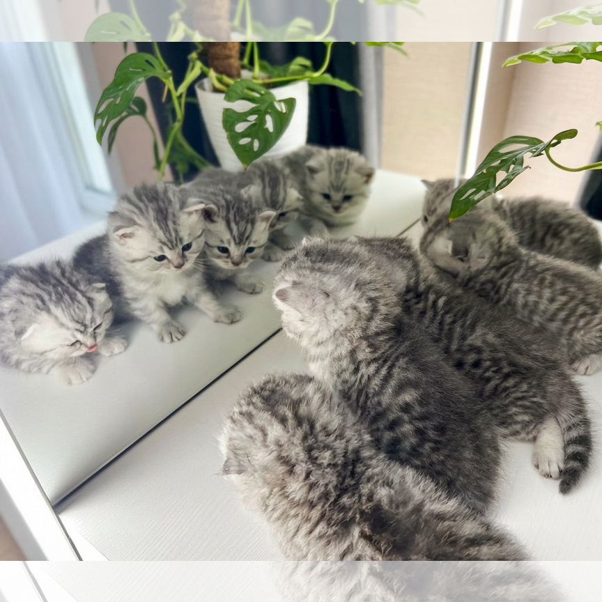 Шотландский вислоухий короткошёрстный котёнок