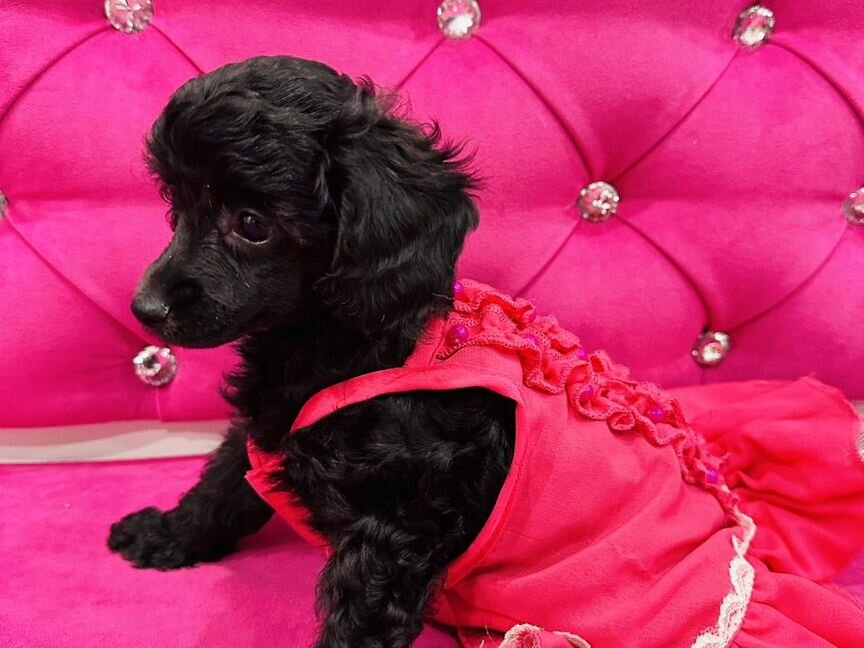 Той-пудель девочка