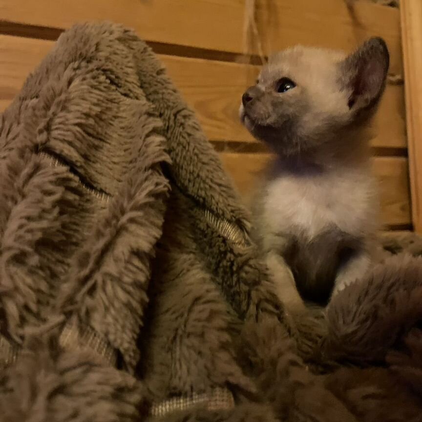 Бурманские котята