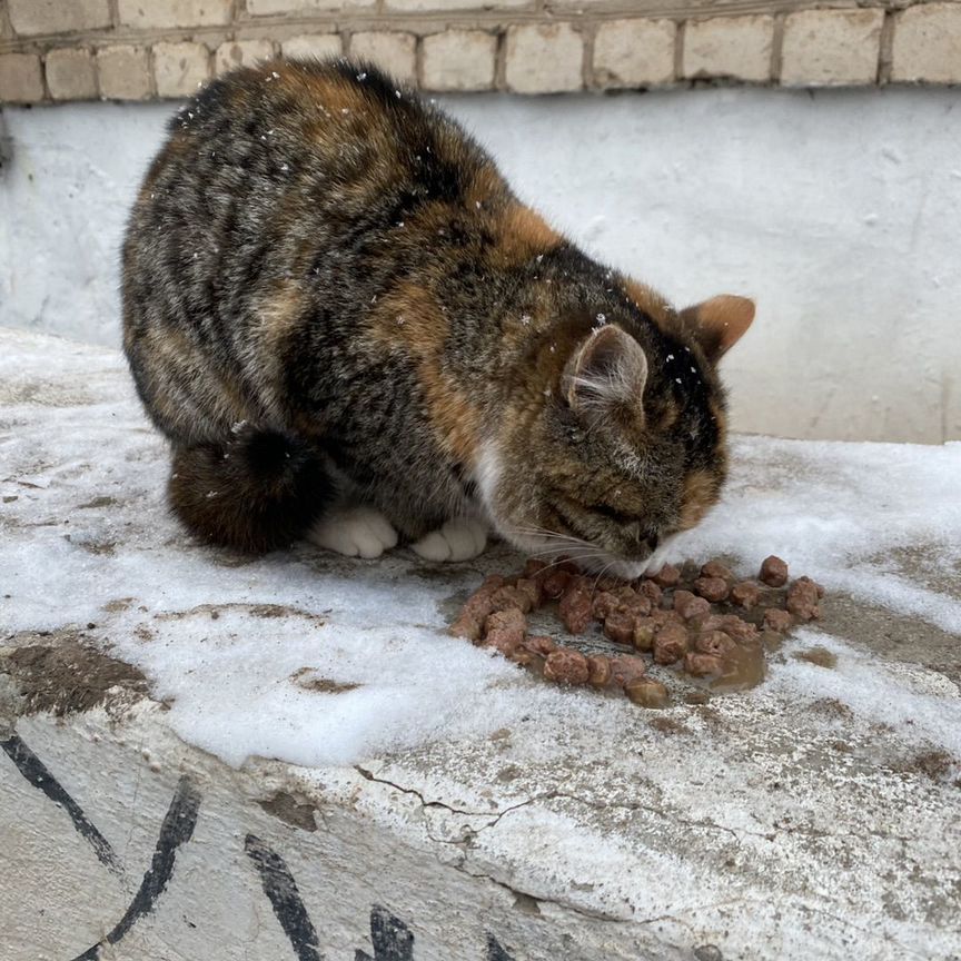 Маленький котенок в добрые руки