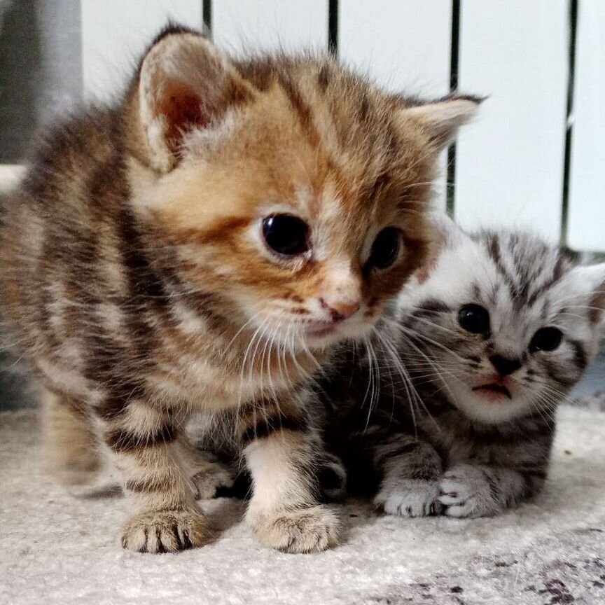 Котята в добрые руки девочка и мальчик