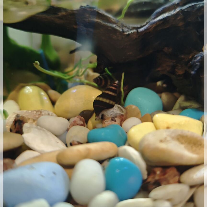 Улитка хелена