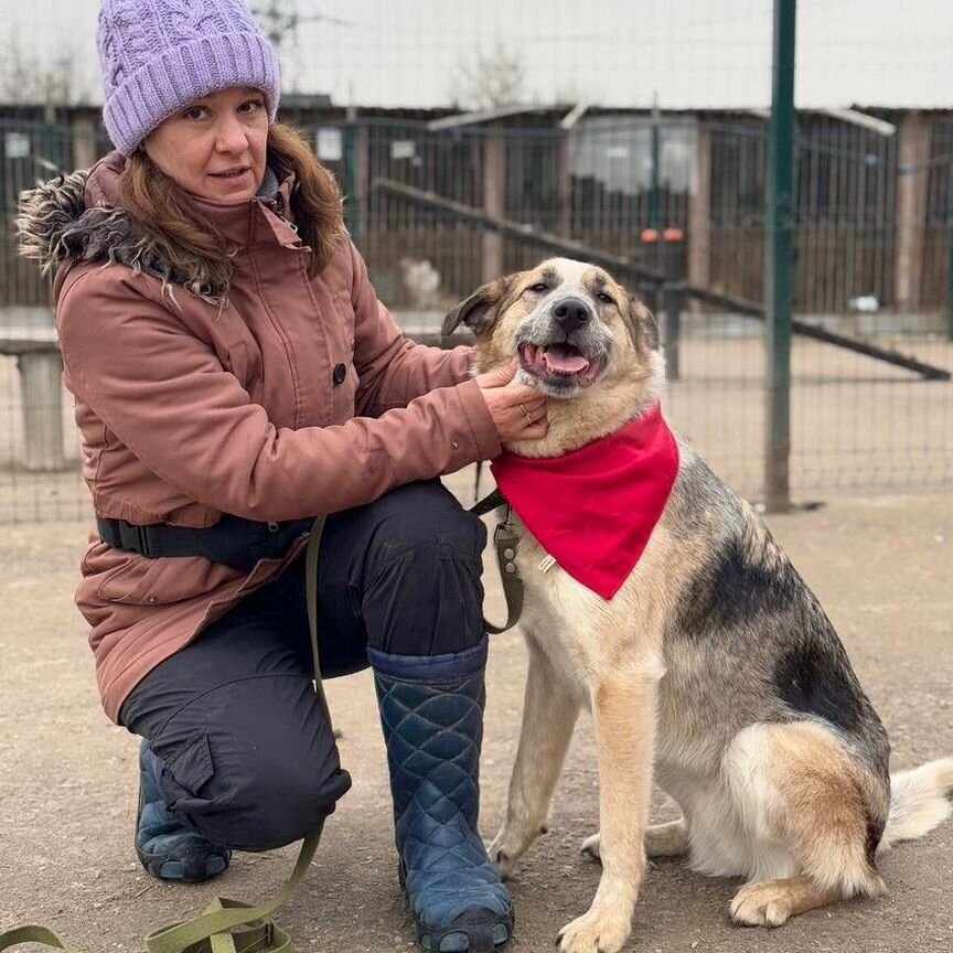 Взрослый пёс в добрые руки