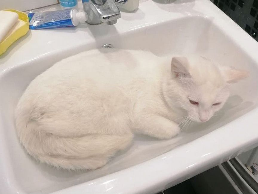 Белая домашняя кошечка ищет дом