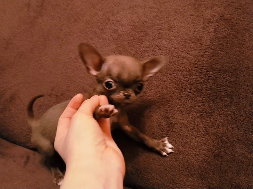 Щенки чихуахуа микро мальчик