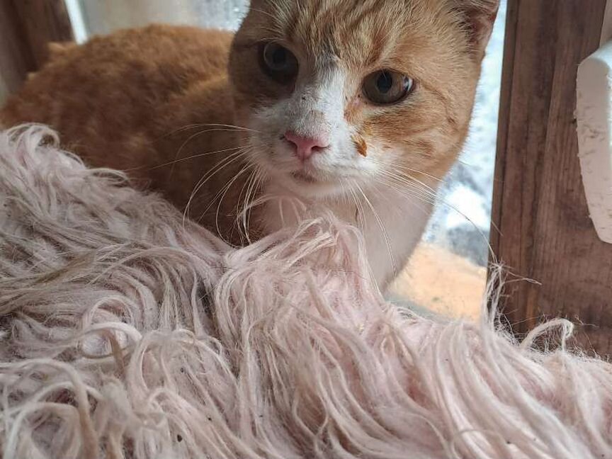 Кошки в добрые руки