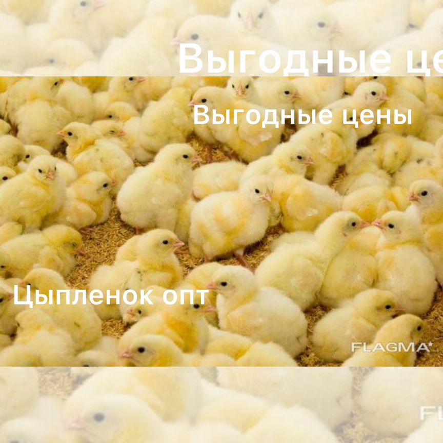 Цыпленок опт
