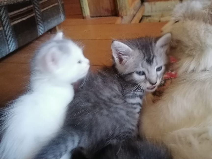 Отдаются котята в добрые руки, бесплатно