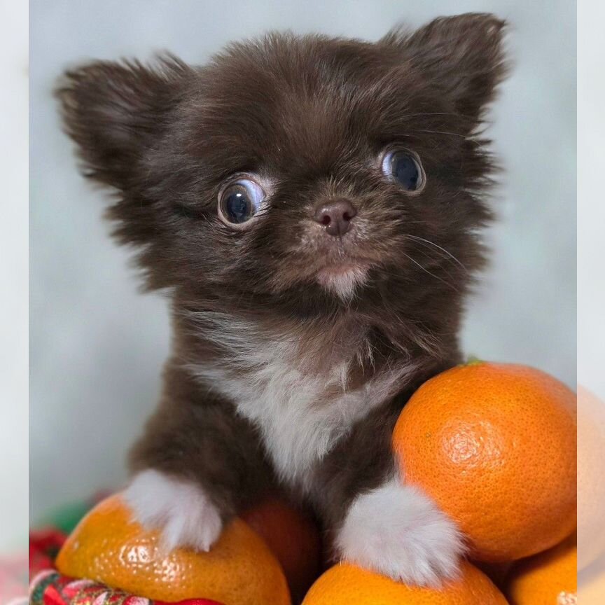 Микро чебурашка чихуахуа