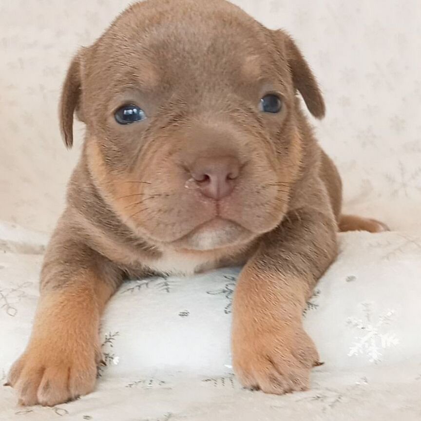 Булли девочка шоколадный триколор