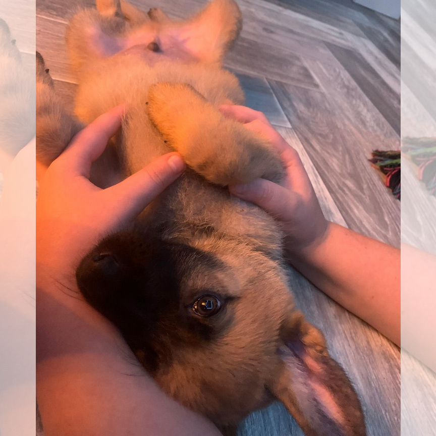 Щенки немецкой овчарки бесплатно