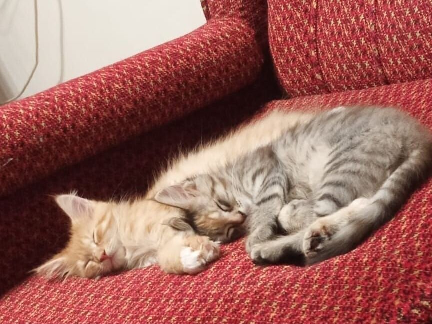 Девочка метис