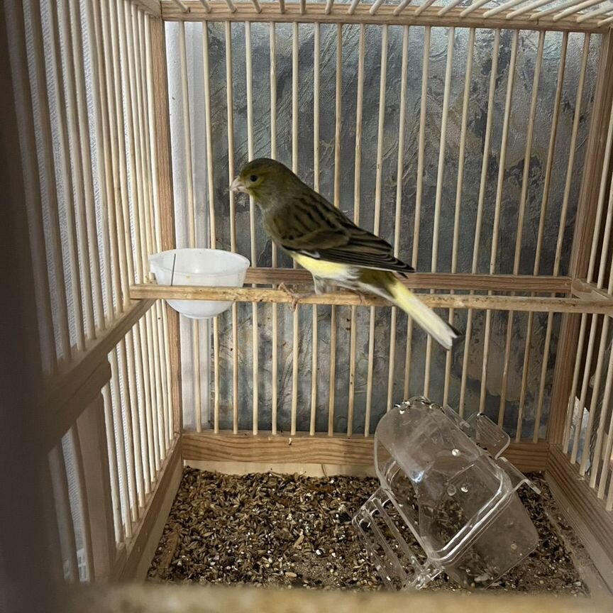 Кенар и канарейки