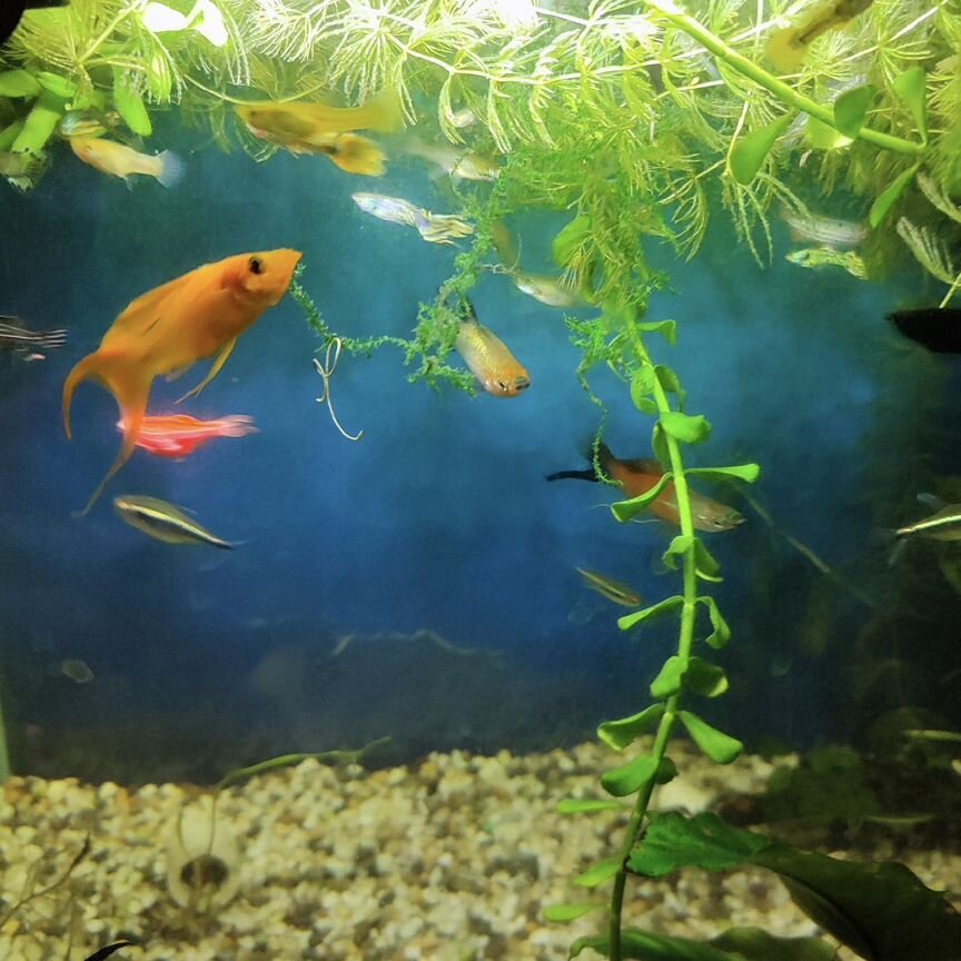 Отдам аквариумные рыбки