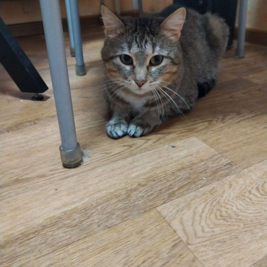 Кот
