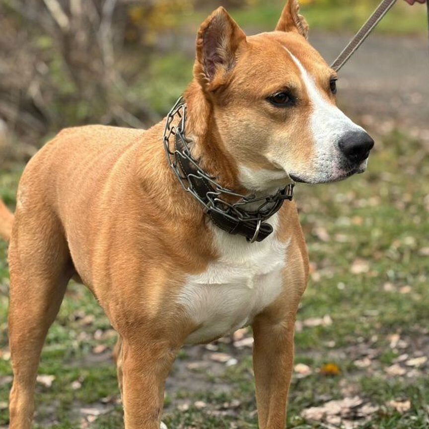 Американский стаффордширский терьер, взрослый пёс